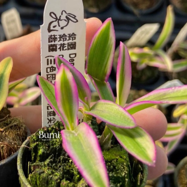 Jual BUMI ORCHIDS DENDROBIUM VARIEGATA PINK Mini ‘Sanshoku Dango ...