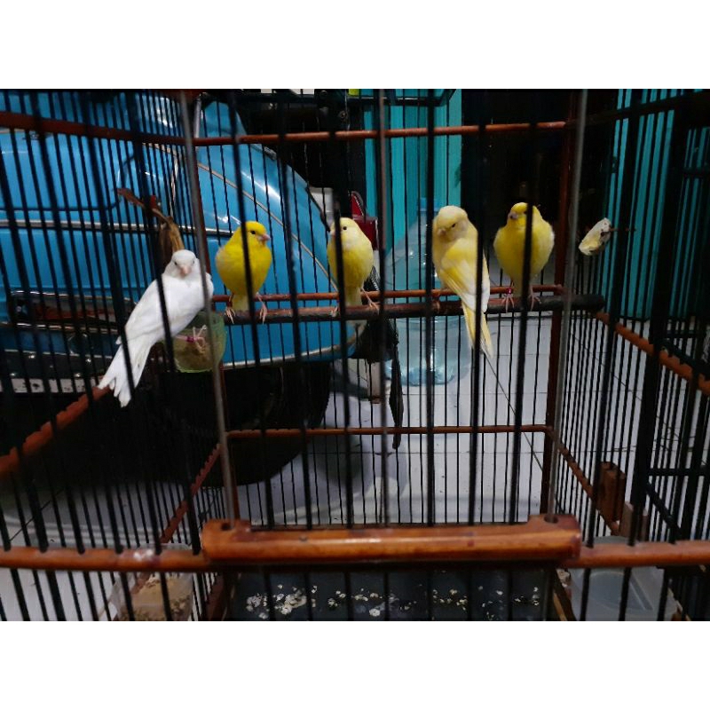 Jual burung kenari lokal loper af paud betina jantan gacor | Shopee ...