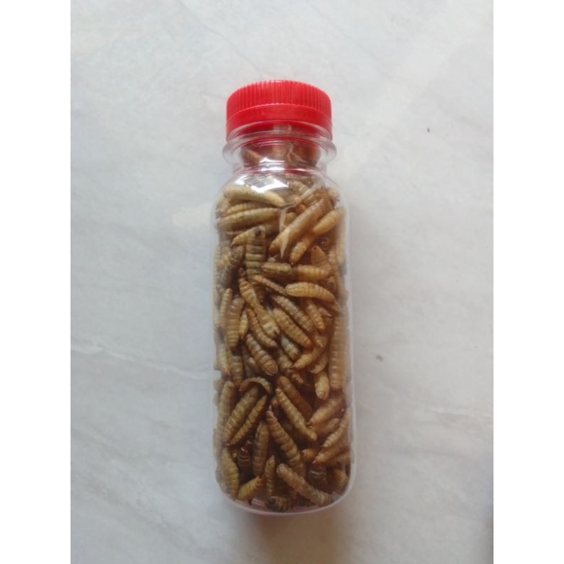 Jual magot kering kemasan botol 100ml/Magot kering/Maggot pakan ikan ...