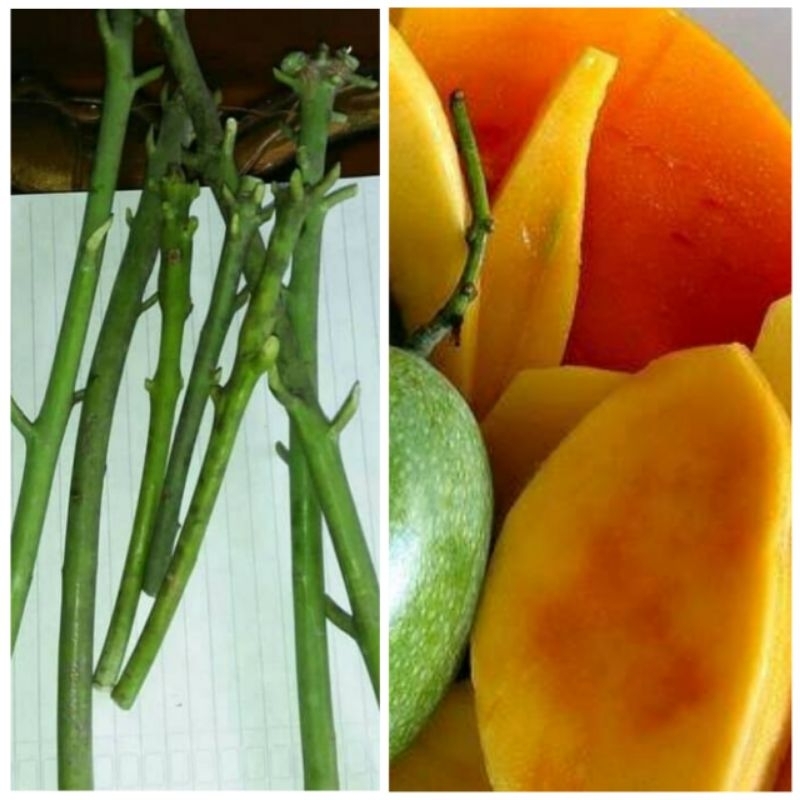 Jual Entres / Batang Segar Mangga Manalagi Unggul | Mangga Madu ...