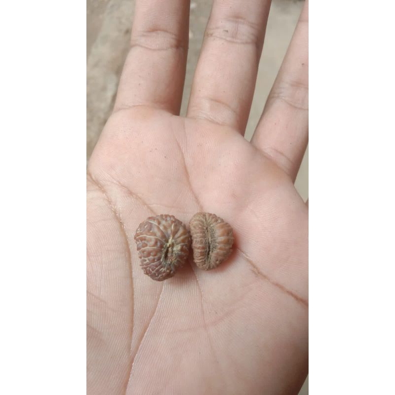 Jual jenitri bodongan | Shopee Indonesia