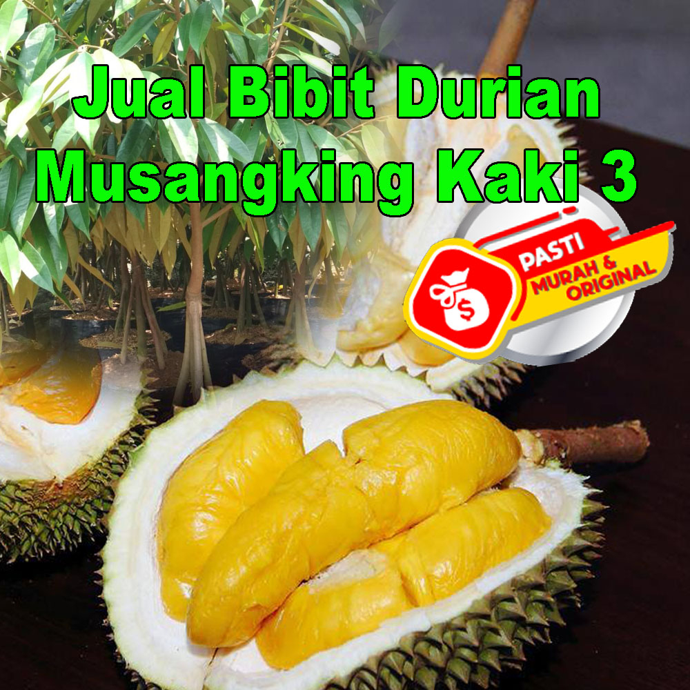 Jual Bibit Durian kaki 3 ( Musangking, Blackthorn, Montong, tembaga / durian sultan ) | Durian ...