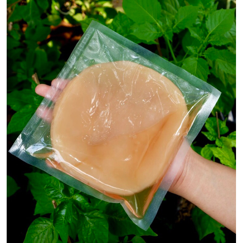 Jual Paket PREMIUM Bibit Scoby Jamur Dipo Starter Kombucha 15 cm ...