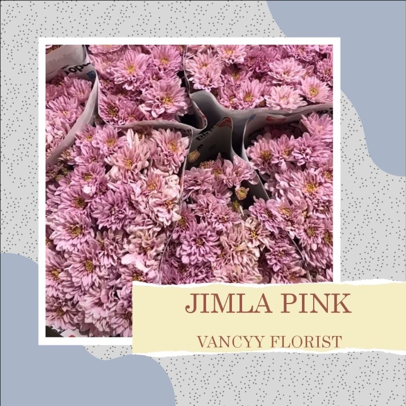 Jual Bunga Jimla Pink Fresh Pertangkai / Bunga Segar Jimla Pink / Bunga ...