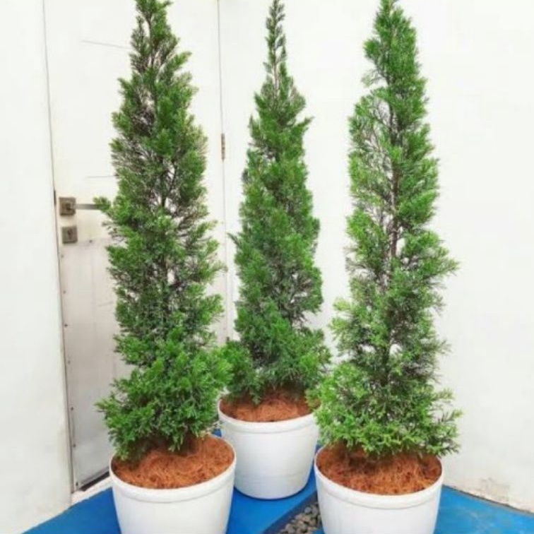 Jual Tanaman Cemara Papua Tanaman Hias Cemara Lilin / Tanaman Hidup ...