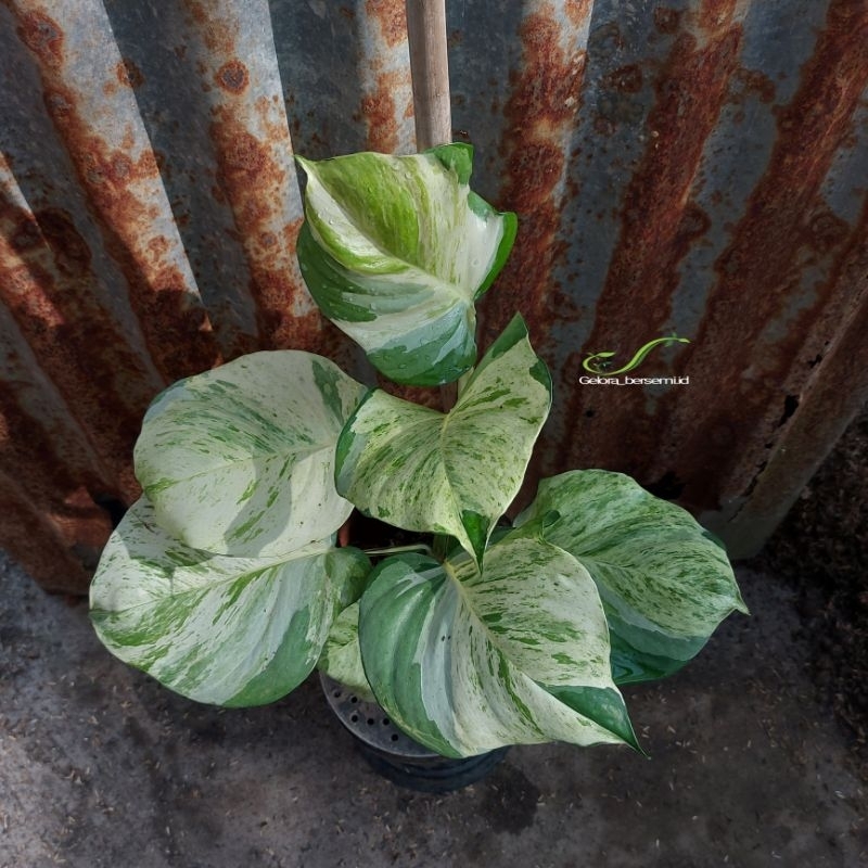 Jual tanaman hias monstera epipremnum aureum manjula.(daun besar ...