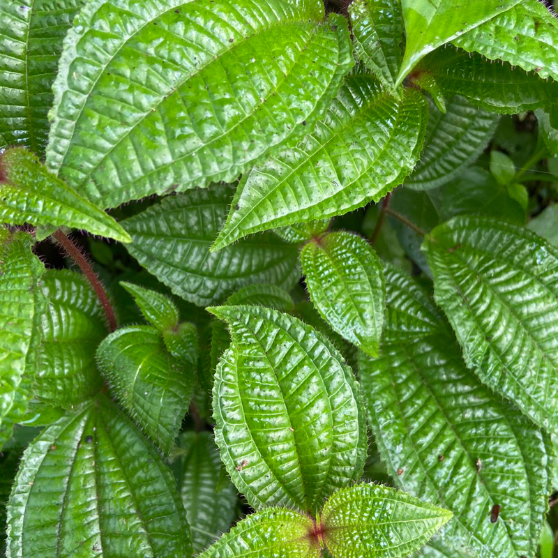 Jual Daun senduduk bulu harendong bulu clidemia hirta segar 500 gram ...