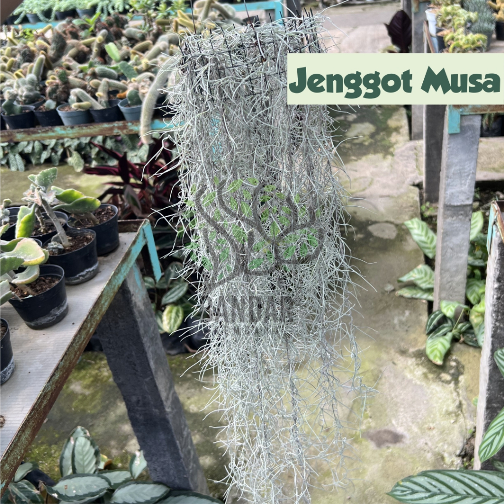 Jual Tanaman Jenggot Musa Tanaman Hias Gantung Tanaman Hias Outdoor ...