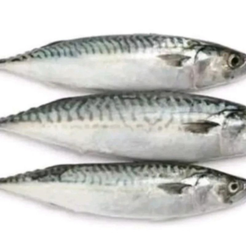 Jual Ikan salem fresh 500gr | Shopee Indonesia
