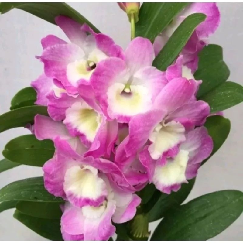 Jual Anggrek dendrobium pink loo dewasa siap berbunga | Shopee Indonesia