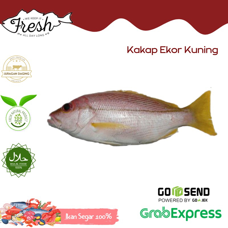 Jual IKAN KAKAP EKOR KUNING FRESH 1kg | Shopee Indonesia