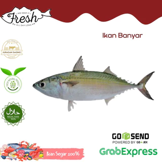 Jual Ikan Banyar Terlengkap & Harga Terbaru Juni 2024 | Shopee Indonesia