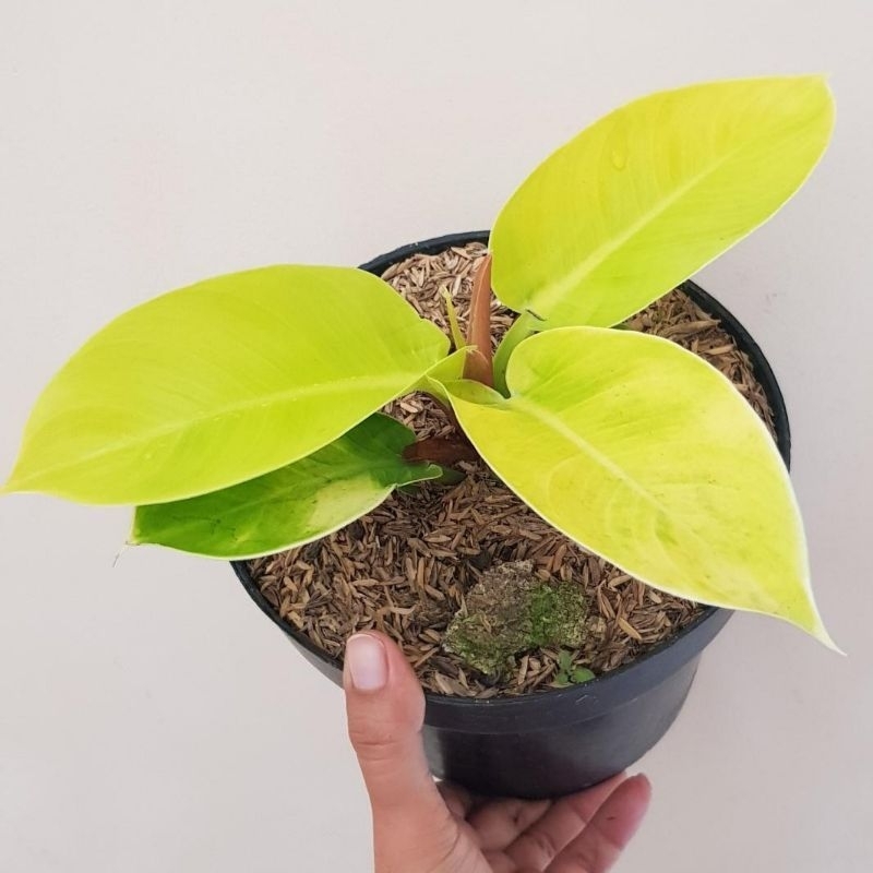 Jual Tanaman hias philodendron pink princess /philo pink princes ...