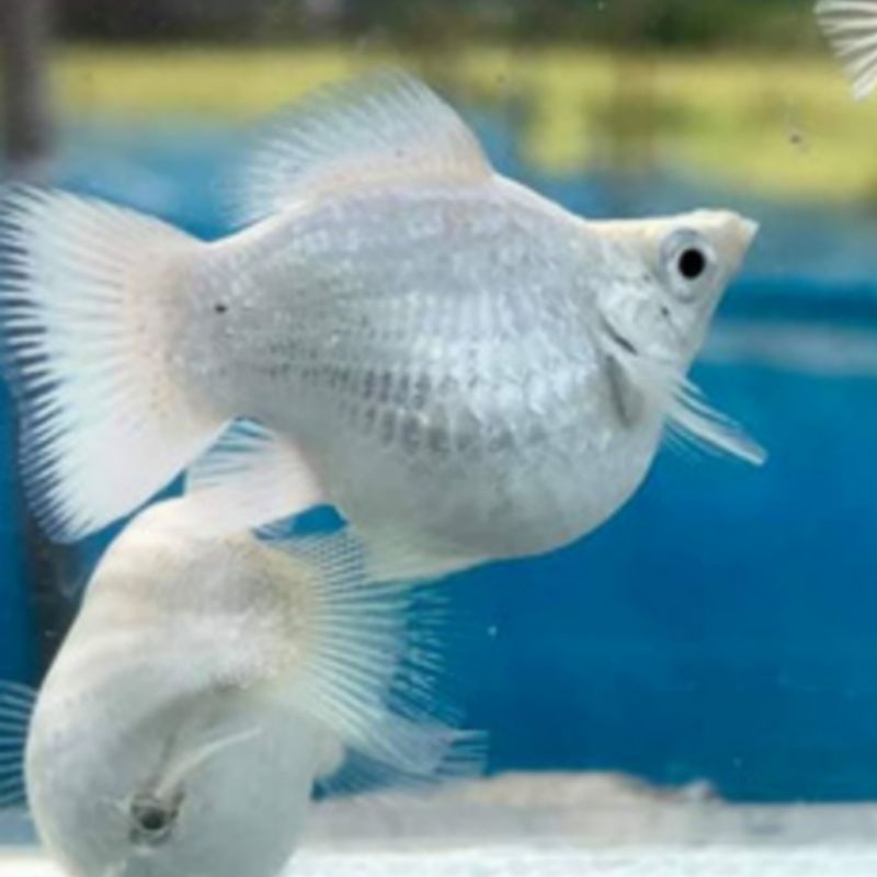 Jual MOLLY BALLON ROUNDTAIL/BUNDEL | Shopee Indonesia