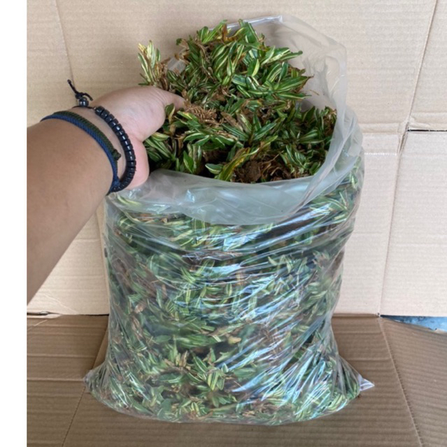 Jual KEBUN.MUKLIS - Rumput Gajah Mini Varigata Satu Karung Fresh ...
