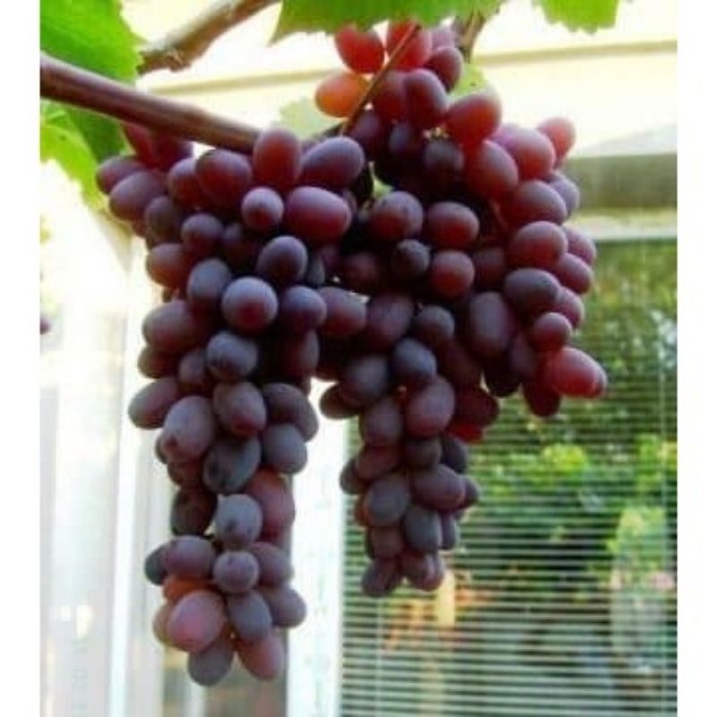 Jual Bibit Anggur Import Jupiter | Shopee Indonesia