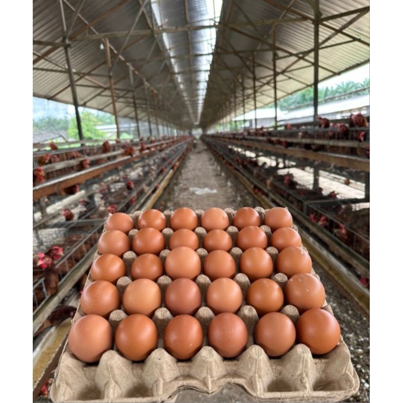 Jual TELUR AYAM FRESH PREMIUM Grade A Berat 2,1 kg - 2,2 kg (30 BUTIR ...