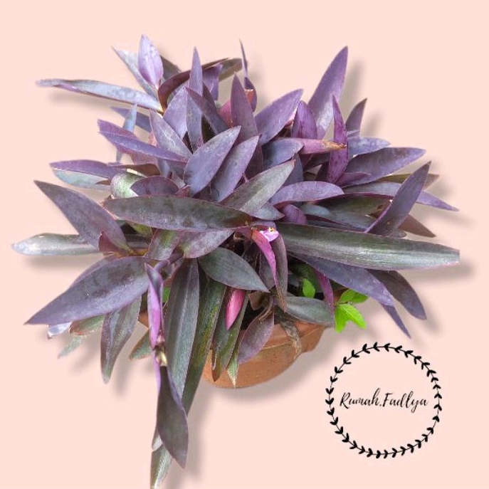 Jual Tanaman Hias Tradescantia Palida Purple heart,Cocok Gaok,Adam hawa ...