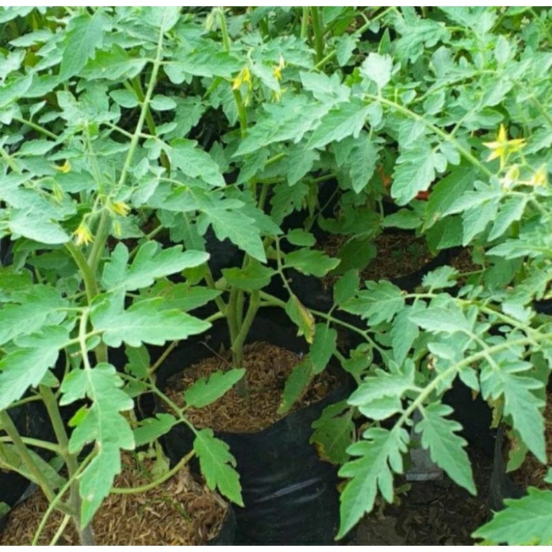 Jual Tanaman tomat cherry | Shopee Indonesia