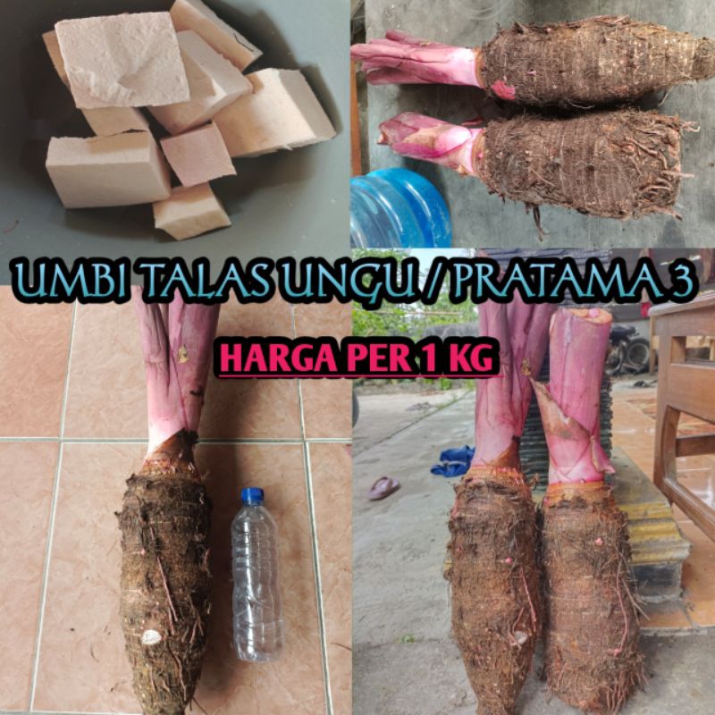 Jual UMBI TALAS UNGU ORIGINAL 1 KG SUPER PULEN | Shopee Indonesia