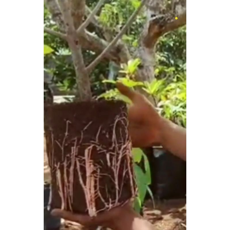 Jual Mamey sapote stabil akar panjang dan maut | Shopee Indonesia