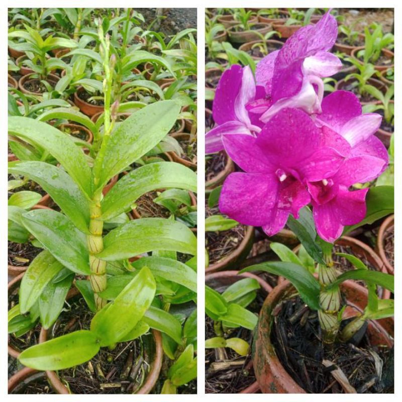 Jual Anggrek Dendrobium Sakda Beauty | Shopee Indonesia