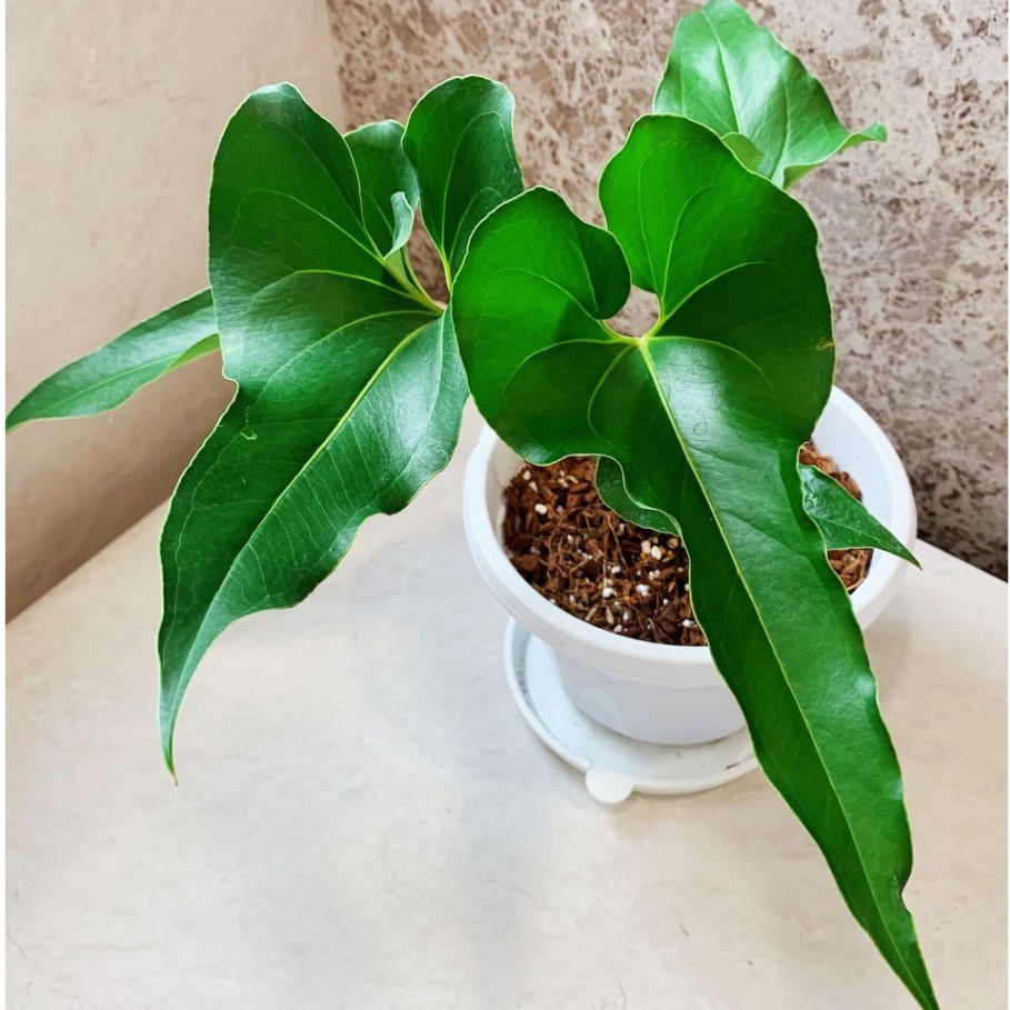Jual Anthurium corong | Shopee Indonesia