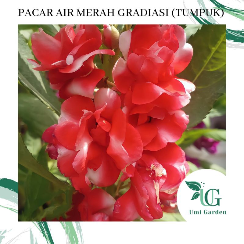 Jual Aneka Warna Benih Bunga Pacar Air Tumpuk Impatiens Balsamina Pink ...