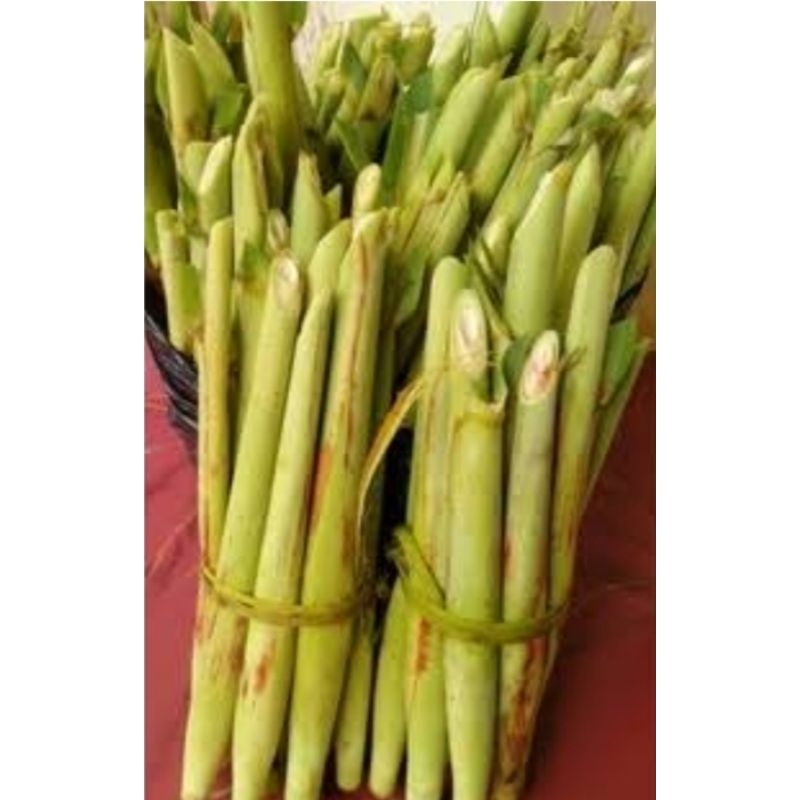 Jual TEBU TELUR ATAU SAYURAN TERUBUK SEGAR | Shopee Indonesia