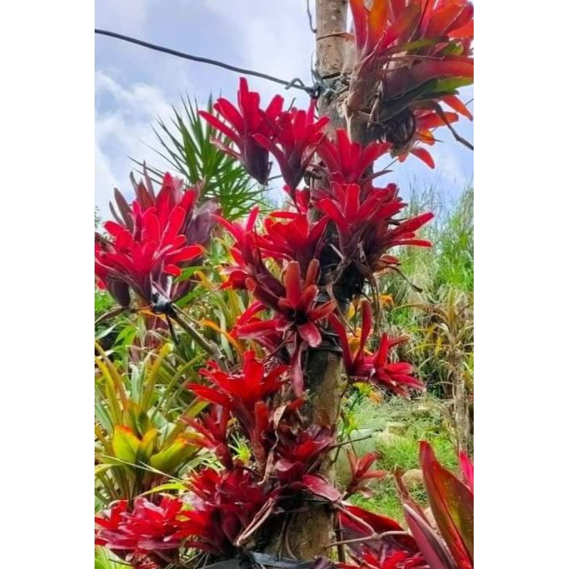 Jual Tanaman bromelia merah. bromelia pakis atau bromelia fireball ...