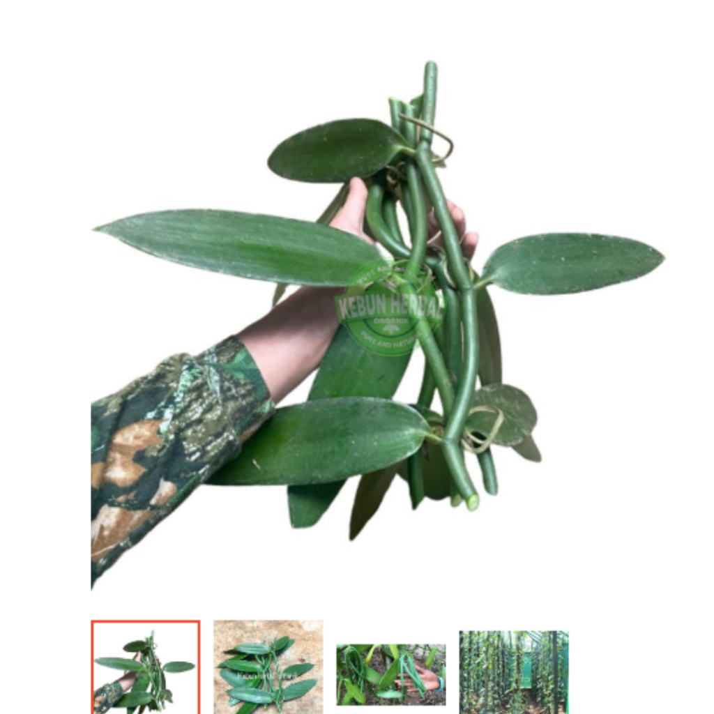Jual Bibit Tanaman Vanili Panili Planifolia Super Unggul | Shopee Indonesia