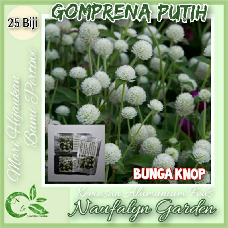 Jual 25 Benih Biji Bunga Knop Putih Kemasan Alumunium Foils Bunga ...