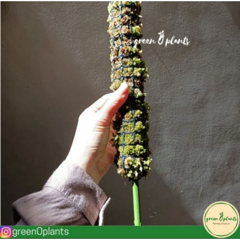 Jual Turus Lumut 150cm | Shopee Indonesia