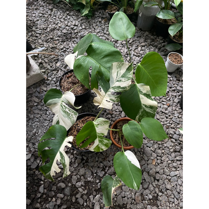 Jual paket monvar monstera variegata varigata white tiger ekonomis ...