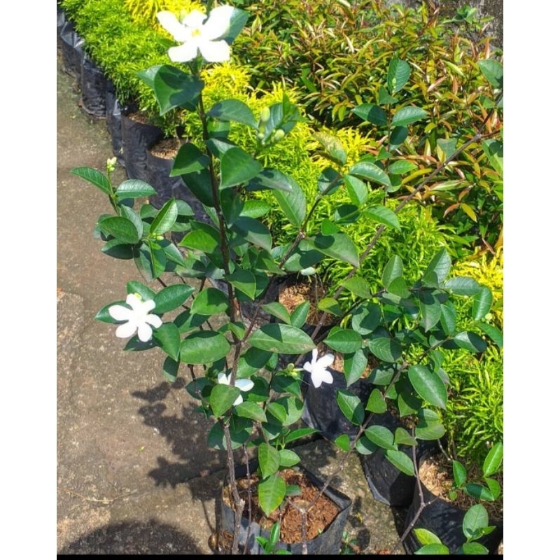 Jual bunga melati jasmine (rimbun) | Shopee Indonesia