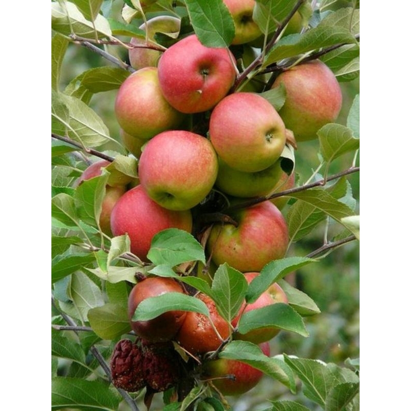 Jual Bibit Tanaman Buah Apel Malang (Apel Anna&Wanglin ) (Malus ...