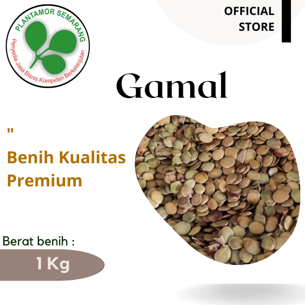 Jual Biji Gamal 1 Kg | Shopee Indonesia