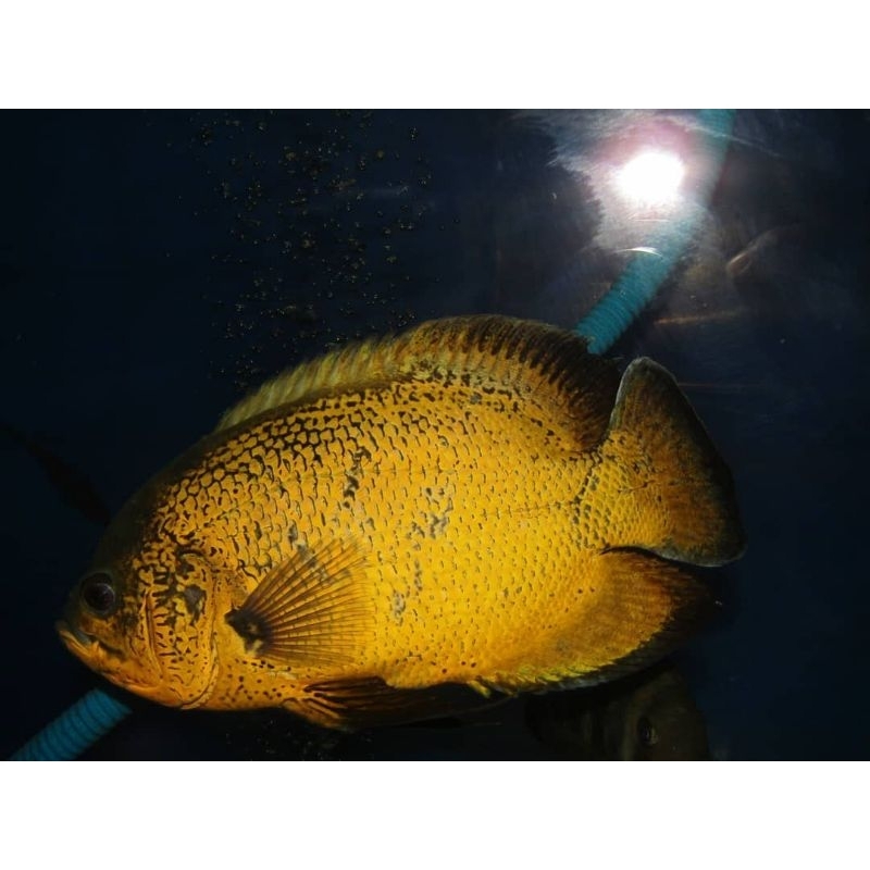 Jual Oscar tembaga kuning 6-7 jari | Shopee Indonesia