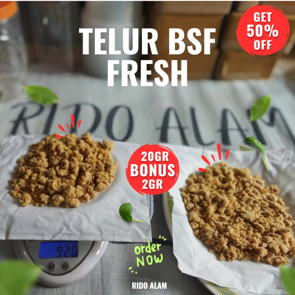 Jual Telur maggot bsf Paket 20gram Bonus 2gram | Telur Lalat bsf Super ...