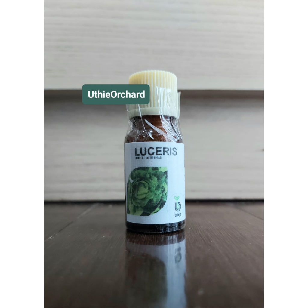 Jual Benih Bejo Seed - Selada Butterhead Luceris Kemasan Repack 100 ...