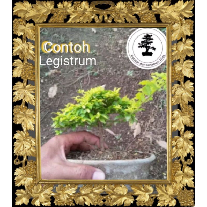 Jual (COD) Bahan Bonsai Legistrum Kuning | Shopee Indonesia