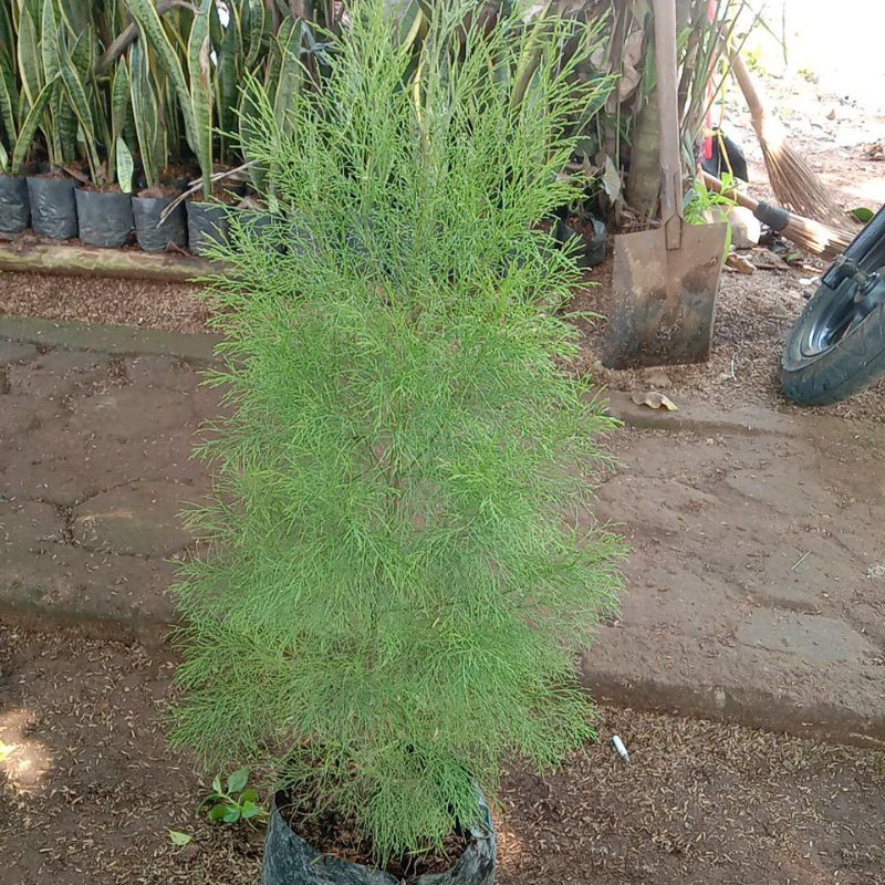 Jual tanaman cemara balon tanaman indoor cemara | Shopee Indonesia