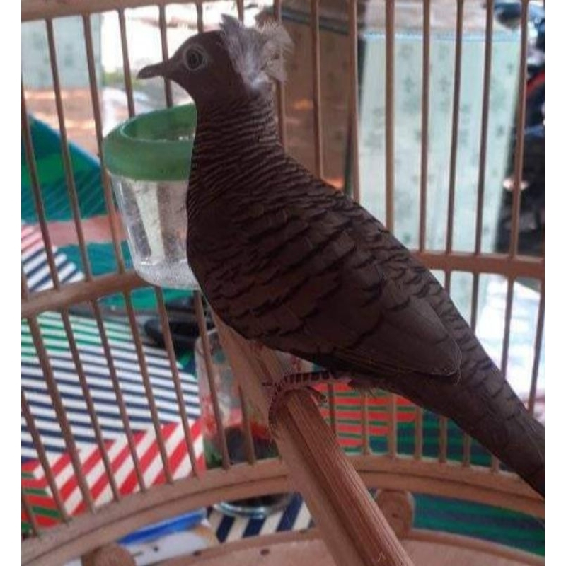 Jual Burung Perkutut Cemani Jambul Songgoratu | Shopee Indonesia
