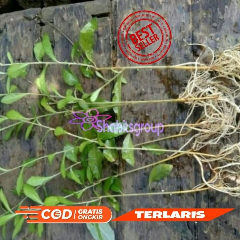 Jual BISA COD tanaman Lee Kwan yew per 50 batang tanaman LI KUAN YU ...