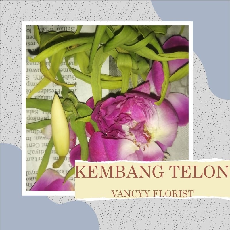 Jual Bunga Kembang Telon 1 Bungkus Fresh / Bunga Kembang Telon Vancyy ...