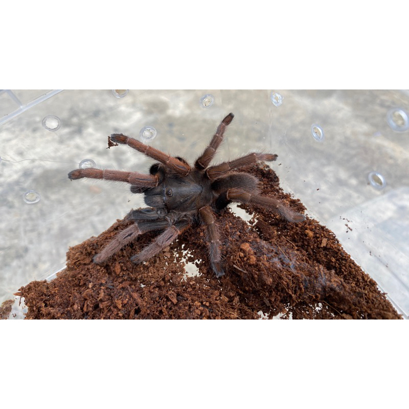 Jual tarantula Jawa selenocosmia javanensis | Shopee Indonesia