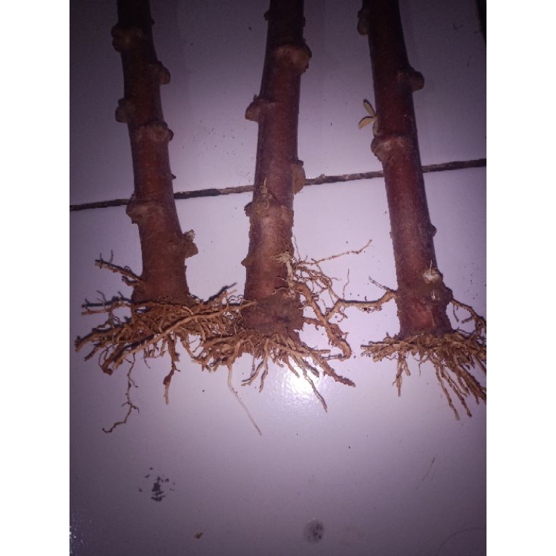 Jual stek bibit singkong kuning mentega 15 batang stek | Shopee Indonesia