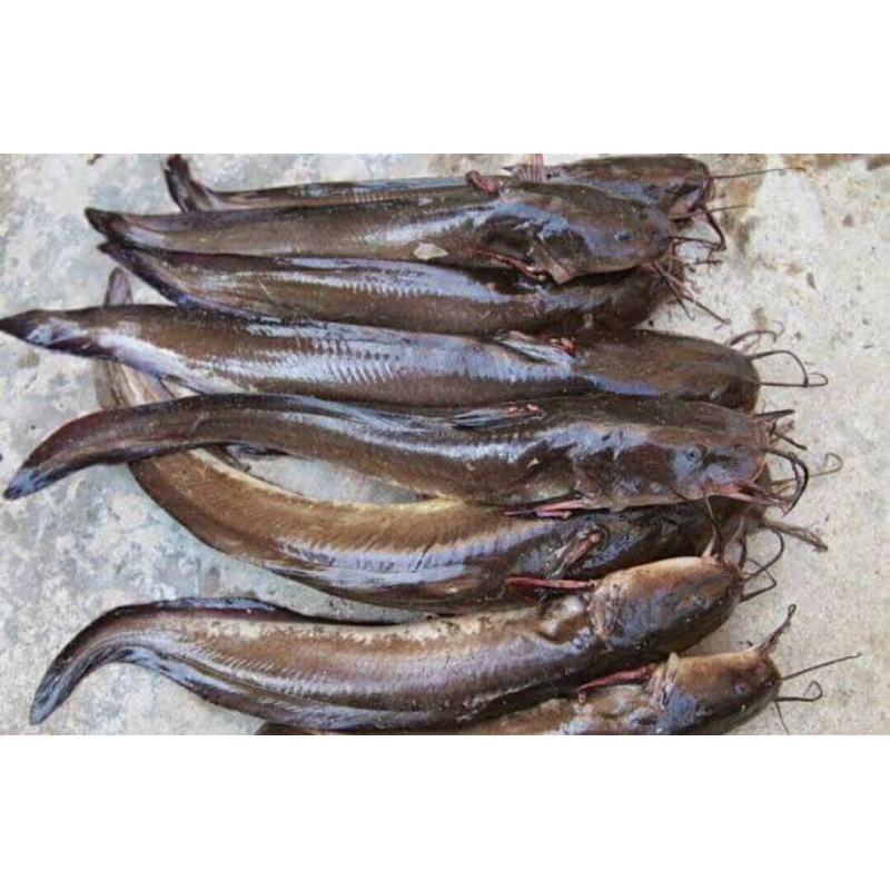 Jual Ikan Sembilang 1kg | Shopee Indonesia