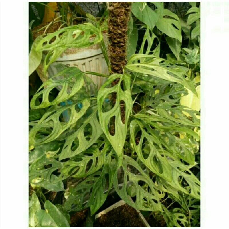 Jual Monstera Adansonii/Janda Bolong Variegata Lokal | Shopee Indonesia