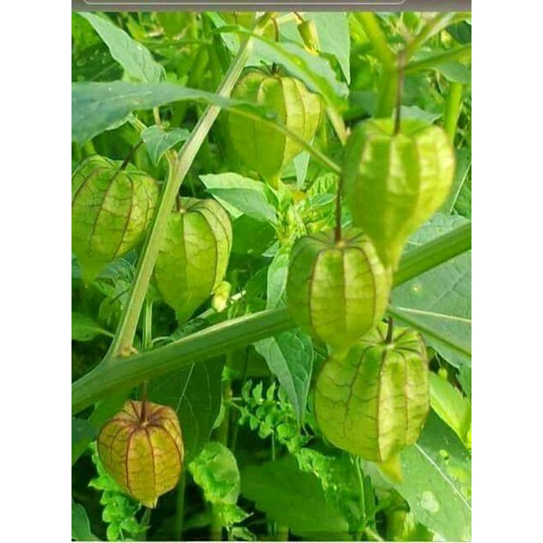 Jual 500 Gram Buah CECENET / CIPLUKAN : Rahasia Kesehatan Alami yang ...